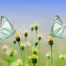 crazy nature world