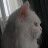 Alaa