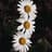NEHAD KHALED