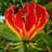 IAMZIMBABWETV