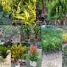 Baghwani Nursery & Landscaping