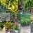 Baghwani Nursery & Landscaping