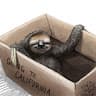 Box Sloth