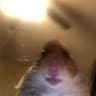 Hamster ;-;
