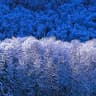 waby tsu