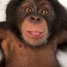 Big Black Chimpanzee