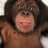 Big Black Chimpanzee