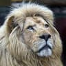 Le roi lion