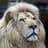 Le roi lion