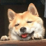 Doge Lucky