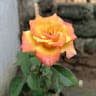 Lakshmi Kantha