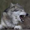 Wolfi Wolfer