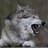Wolfi Wolfer
