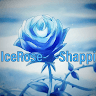 IceRose Shappi