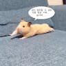 체리