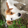 Dio Dog (dog52841)