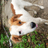 Dio Dog (dog52841)