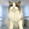 cobalt katze