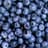 Blueberry King