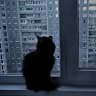 kitty