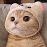 애옹이
