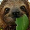 nimble sloth