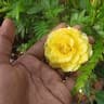 Muneer Babu