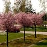 khanjany. com