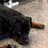 Nisha_