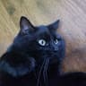 Datfard cat