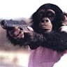 Monkey Boy