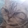 Koteika cat