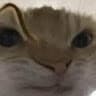 Ken