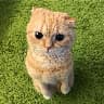 SSAOWL