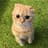 SSAOWL