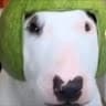 Watermelon__walter95 7