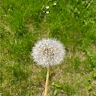 A Elazreg