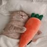 Caroot Cat
