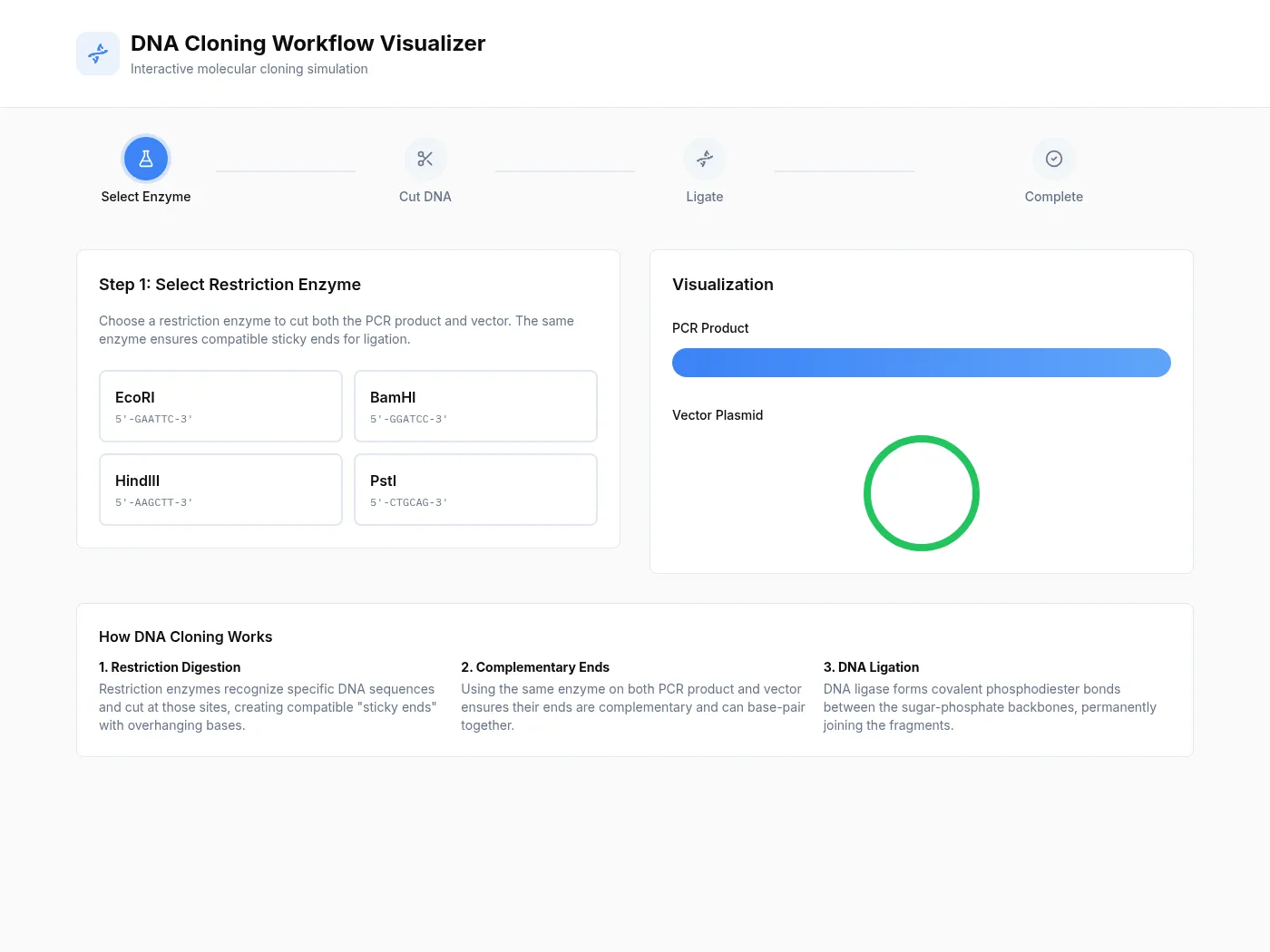 DNA Cloning Workflow Visualizer
