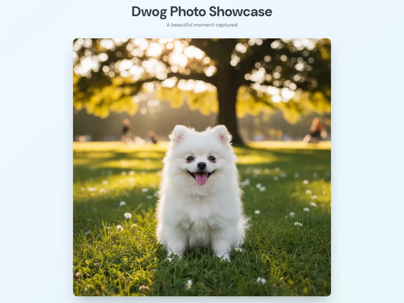 Dwog Photo Showcase