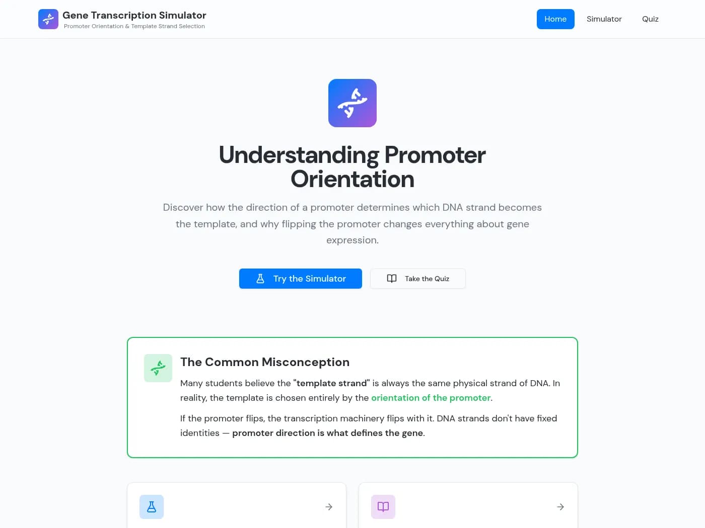 Gene Transcription Promoter Orientation Simulator