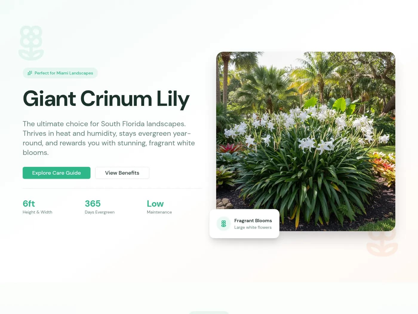 Giant Crinum Lily Landscape Guide
