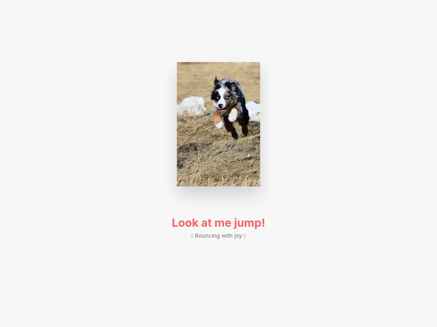 Jumping Dog Animation