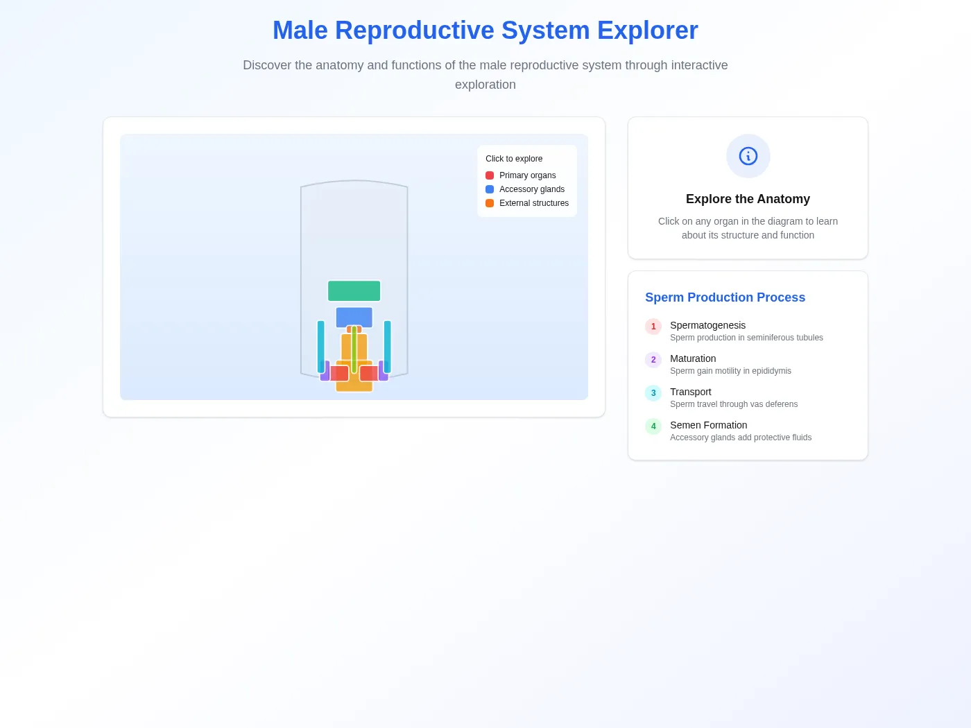 Interactive Male Reproductive System Explorer
