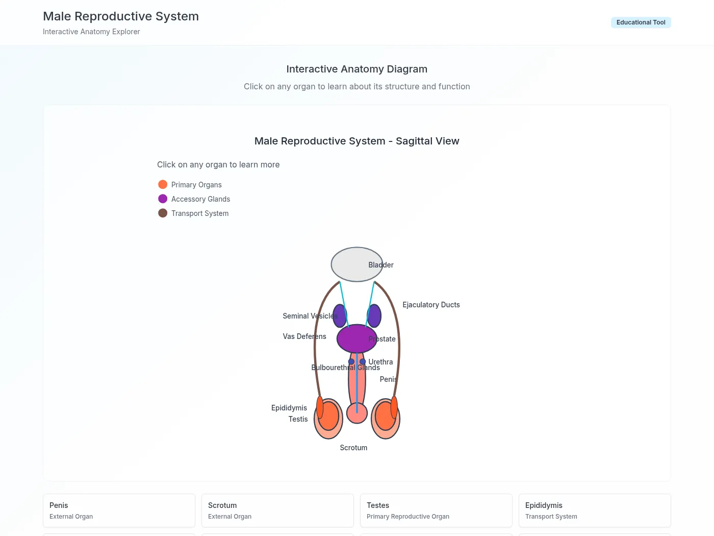 Interactive Male Reproductive System Explorer