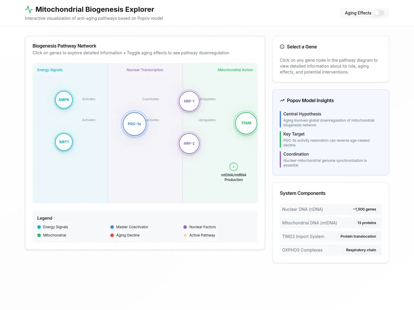 Mitochondrial Biogenesis Pathway Explorer for Anti-Aging Interventions
