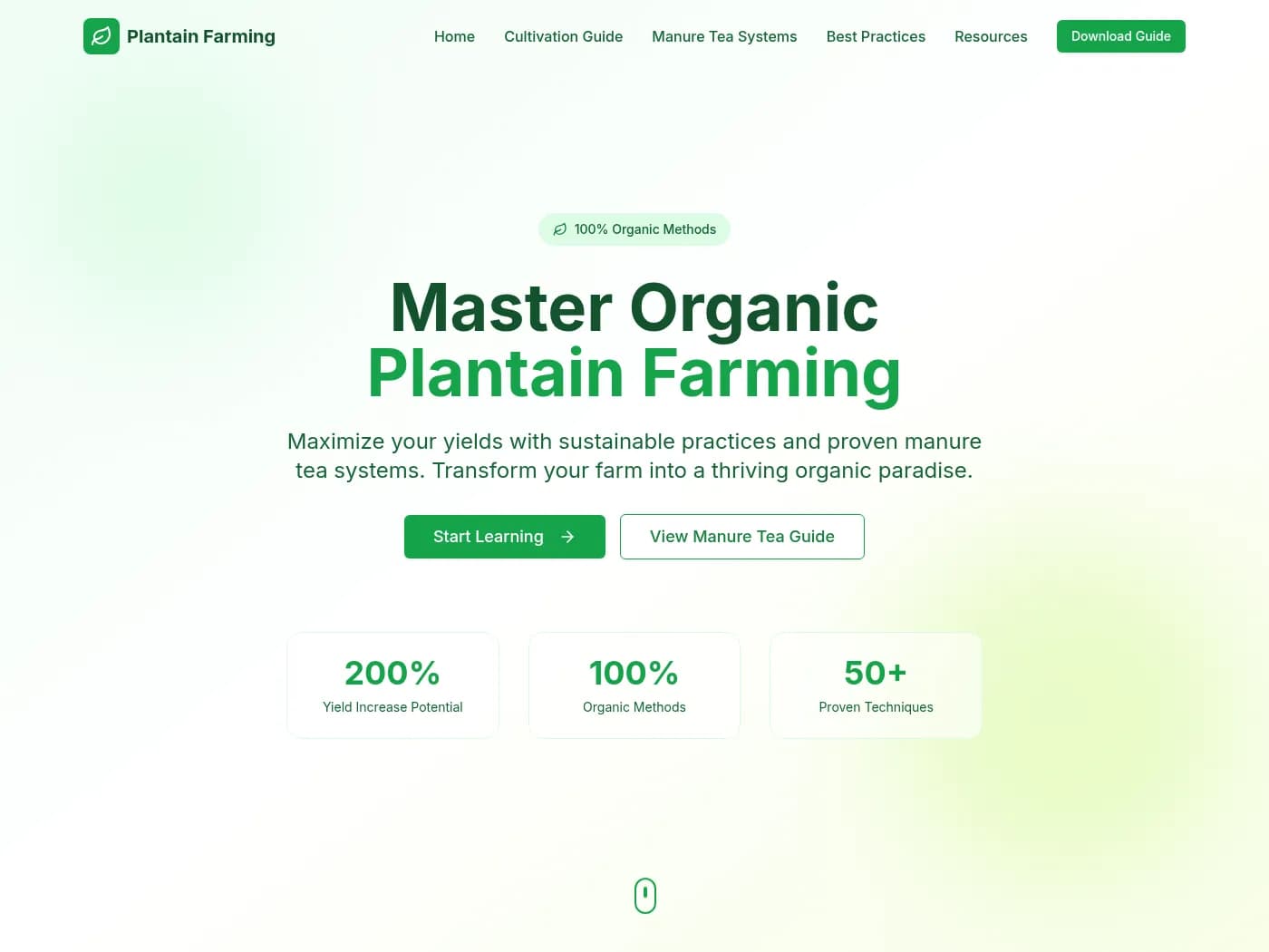 Organic Plantain Farming Guide with Manure Tea Systems