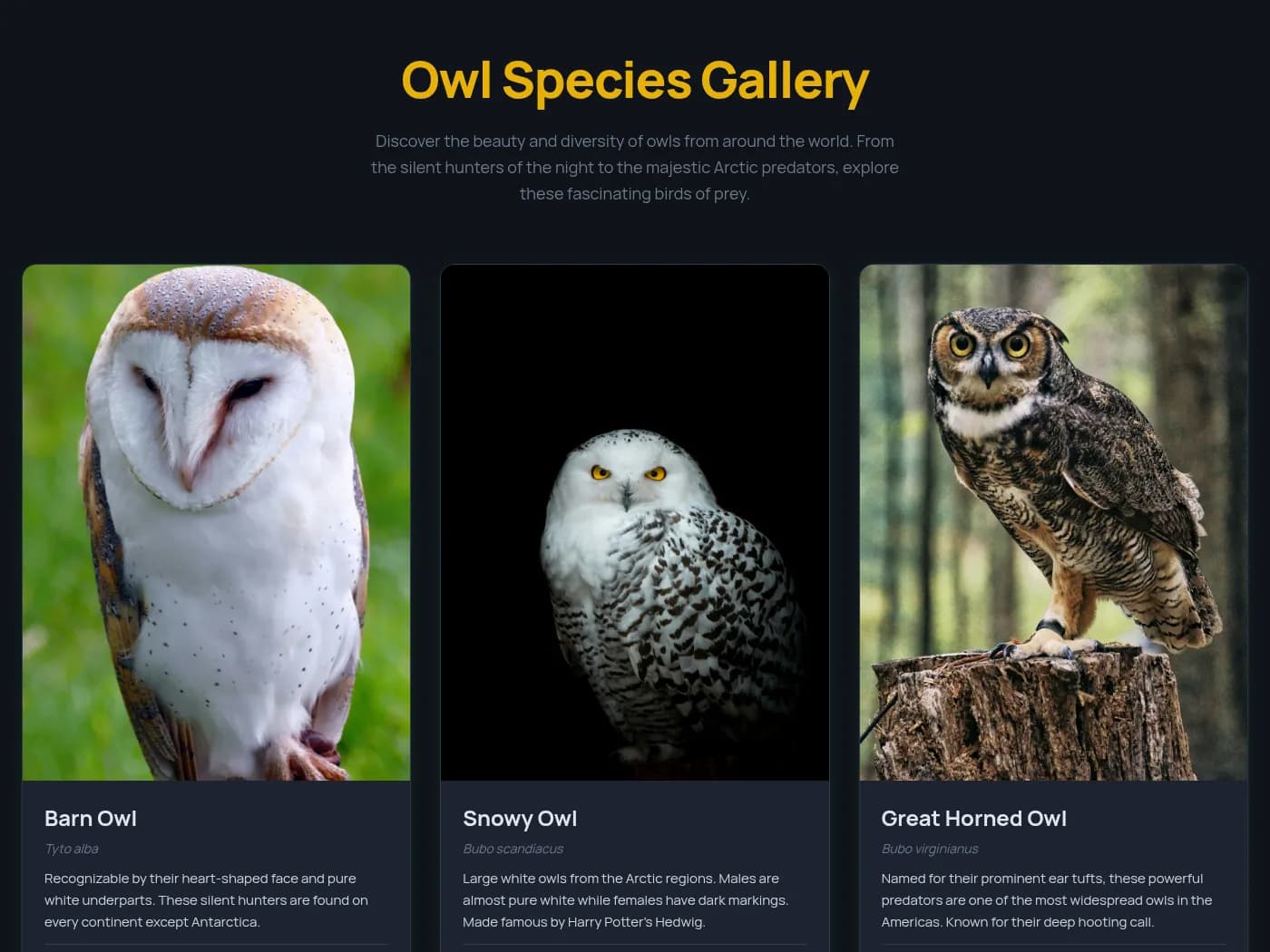 Owl Quest Game