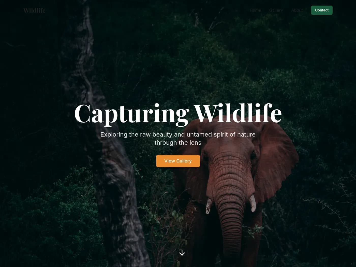 Wildlife Photographer Portfolio Website